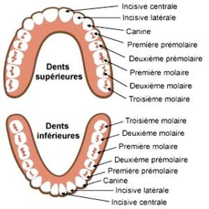 L’anatomie d’une dent - Ma santé bucco-dentaire